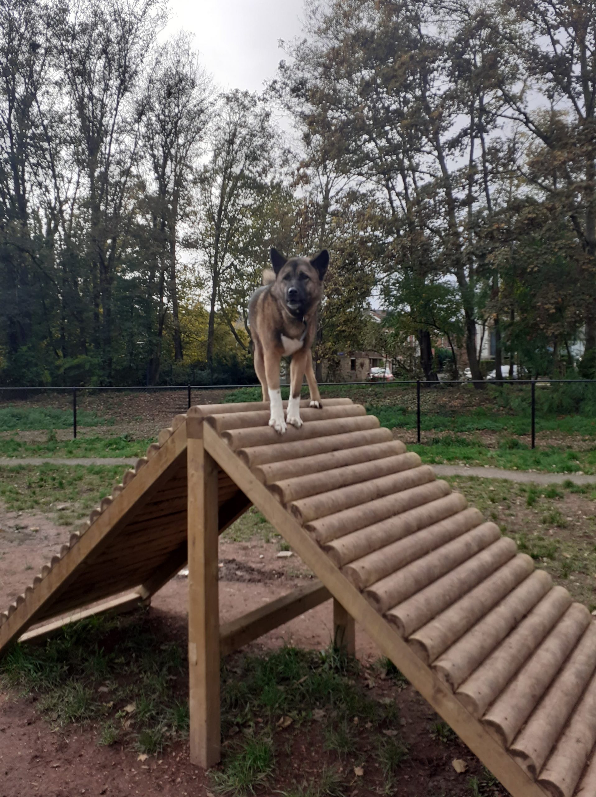 Tout ce qu'on sait du parc pour chiens de Liège • Boulettes Magazine